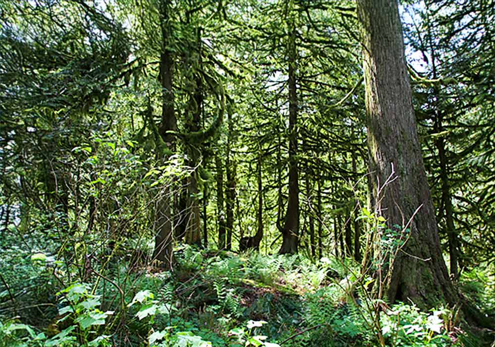 Western Red Cedar for Log Homes | Cascade Handcrafted